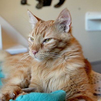 Mipiltas, CA - Domestic Mediumhair. Meet Dawby a Pet for Adoption ...