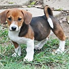 Corgi Puppies - Corgi Rescue and Adoption Near You