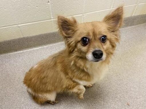 Virginia Beach, VA - Pomeranian. Meet Normi a Pet for Adoption ...