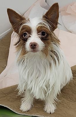 Anna, IL - Yorkie, Yorkshire Terrier/Papillon. Meet Sweetie a Pet for ...
