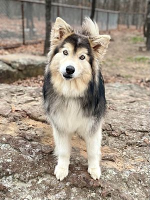 Tulsa, OK - Husky/Sheltie, Shetland Sheepdog. Meet Ayluna a Pet for ...