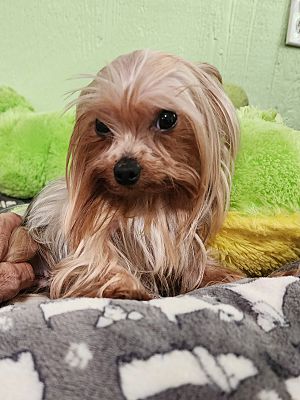 Crump, TN - Yorkie, Yorkshire Terrier. Meet Bambi a Pet for Adoption ...