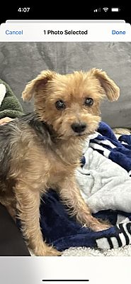 Dallas, TX - Yorkie, Yorkshire Terrier. Meet Buddy a Pet for Adoption ...
