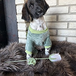 St. Louis Park, MN - Springer Spaniel/German Shorthaired Pointer. Meet ...