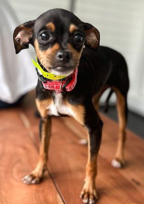 New York, NY - Miniature Pinscher/Pug. Meet Bridget a Pet for Adoption ...