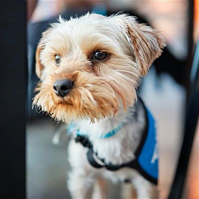 Dallas, TX - Yorkie, Yorkshire Terrier. Meet Coby a Pet for Adoption ...