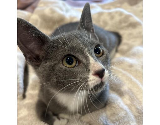 Daphne, AL - Domestic Shorthair. Meet Jessica Rabbit a Pet for Adoption ...