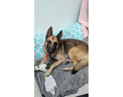 Houston, TX - German Shepherd Dog. Meet TANK a Pet for Adoption ...