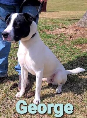 Cumberland, MD - Terrier (Unknown Type, Small). Meet George a Pet for ...