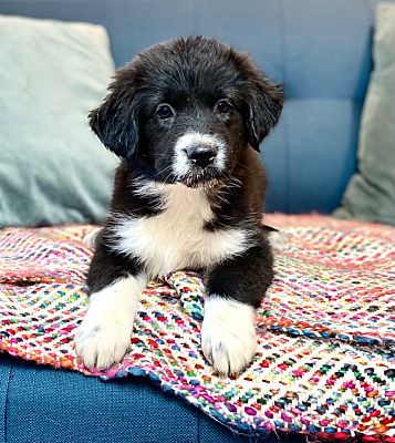 Park City, UT - Mixed Breed (Medium). Meet Yolay Caprese a Pet for ...