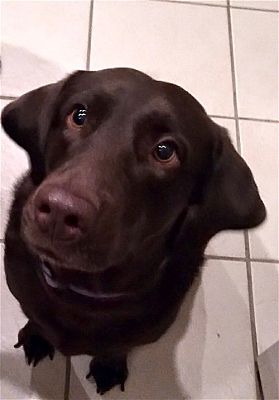 Denton, TX - Labrador Retriever. Meet Frenchy a Pet for Adoption ...