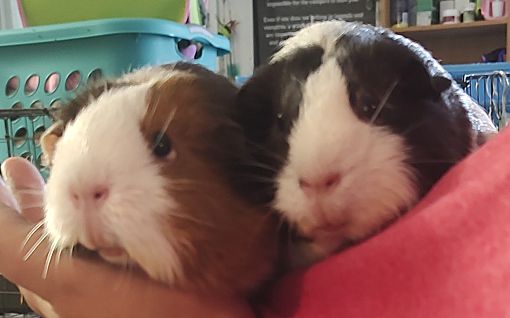 Salisbury, MA - Guinea Pig. Meet Glacie and Reynae a Pet for Adoption ...