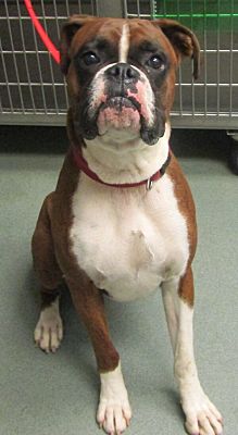 Raleigh, NC - Boxer. Meet Champion The Beat Boxer a Pet for Adoption ...