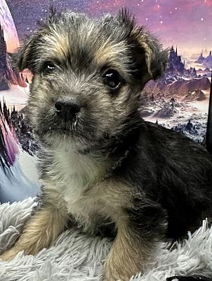 San Diego, CA - Yorkie Poo. Meet Pepper a Pet for Adoption - AdoptaPet.com