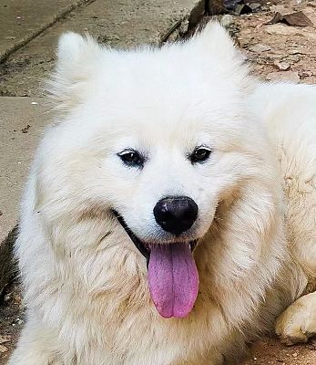 Langley, BC - Samoyed. Meet TUCKER (China) jo - Arrv Mar 29 a Pet for ...