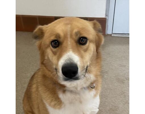 Kanab, UT - Australian Shepherd/Mixed Breed (Medium). Meet Nessie a Pet ...