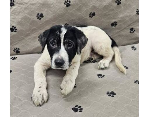 Malvern, PA - Great Pyrenees/German Shorthaired Pointer. Meet Denver a ...