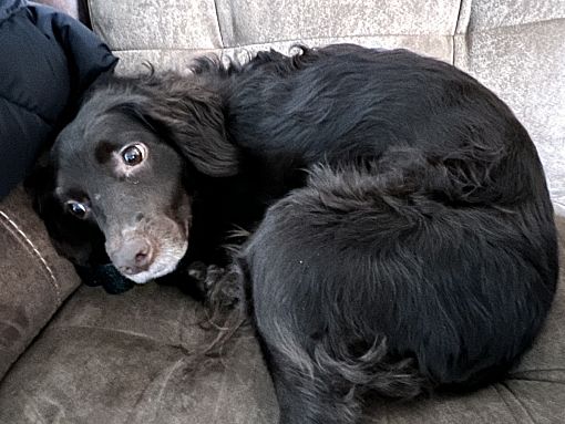 Brooklyn, NY - Border Collie/Cocker Spaniel. Meet Harley a Pet for ...