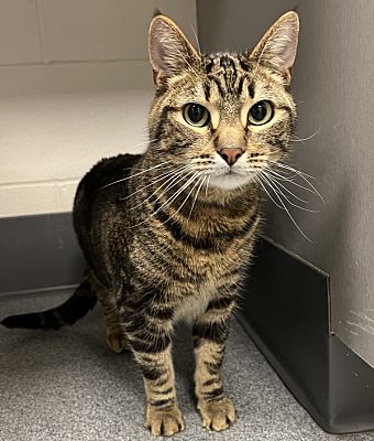 Sheboygan, WI - Domestic Shorthair. Meet Zane a Pet for Adoption ...