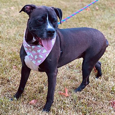 Somerset, KY - Boxer. Meet Winnie M a Pet for Adoption - AdoptaPet.com