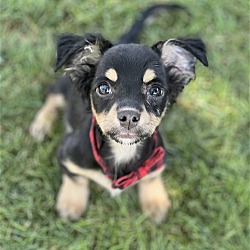 Phoenix, AZ - Papillon/Miniature Pinscher. Meet Ozzie a Pet for ...