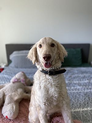 Tucson, AZ - Goldendoodle. Meet Butters a Pet for Adoption - AdoptaPet.com