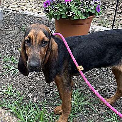 Chicago, IL - Bloodhound/Black and Tan Coonhound. Meet June Bug ...