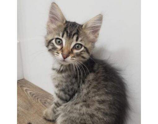 Springfield, IL - Domestic Mediumhair. Meet Sergio a Pet for Adoption ...