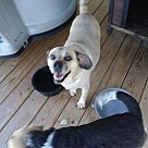 Pug Puppies - Pug Rescue and Adoption Near You