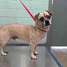 Pug Puppies - Pug Rescue and Adoption Near You