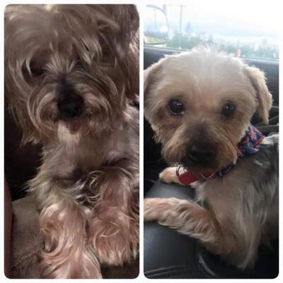 Jackson, MI - Yorkie, Yorkshire Terrier. Meet Radar a Pet for Adoption ...