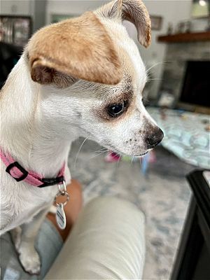 Candler, NC - Chihuahua. Meet Fig a Pet for Adoption - AdoptaPet.com