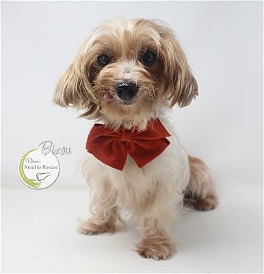 Benton, LA - Silky Terrier. Meet Bizou a Pet for Adoption - AdoptaPet.com