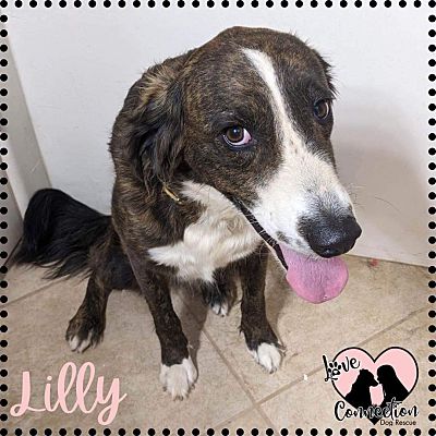 Gilbert, AZ - Spaniel (Unknown Type). Meet LILLY a Pet for Adoption ...