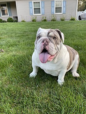 Toms River, NJ - English Bulldog. Meet Lucy a Pet for Adoption ...
