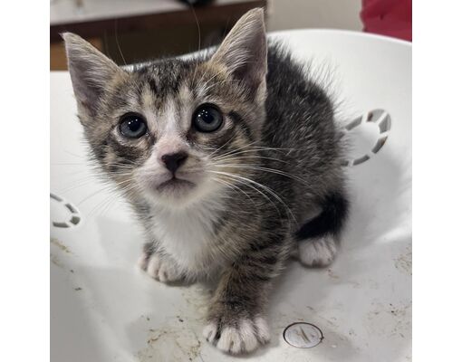 St. Thomas, VI - Domestic Shorthair. Meet Flounder a Pet for Adoption ...