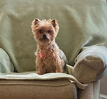 Seattle, WA - Yorkie, Yorkshire Terrier. Meet Cookie a Pet for Adoption ...