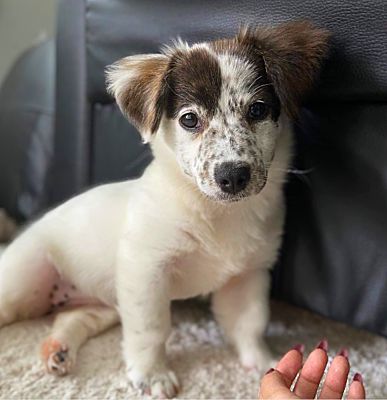Saugus, MA - Corgi. Meet Oreo a Pet for Adoption - AdoptaPet.com