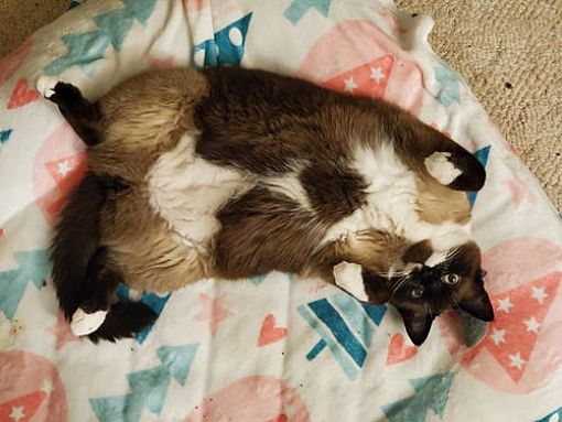 Pinckney, MI - Snowshoe. Meet Rusty a Pet for Adoption - AdoptaPet.com