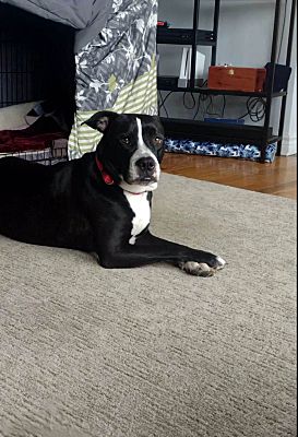 Niagara Falls, ON - Boston Terrier/Labrador Retriever. Meet Caroline a ...