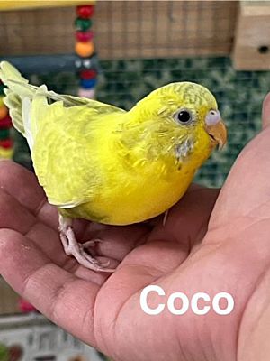 Manchester, CT - Parakeet - Other. Meet Coco a Pet for Adoption ...