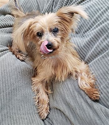 Jackson, NJ - Yorkie, Yorkshire Terrier. Meet ROCKY a Pet for Adoption ...