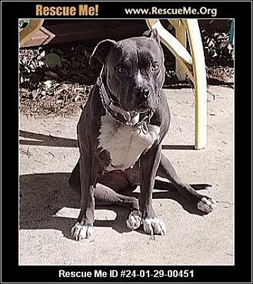 Benton, PA - Pit Bull Terrier. Meet Lucky a Pet for Adoption ...