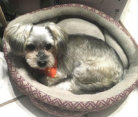 Dallas, TX - Yorkie, Yorkshire Terrier. Meet Julie a Pet for Adoption ...
