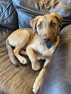 Gilbert, AZ - Labrador Retriever. Meet Cecil a Pet for Adoption ...
