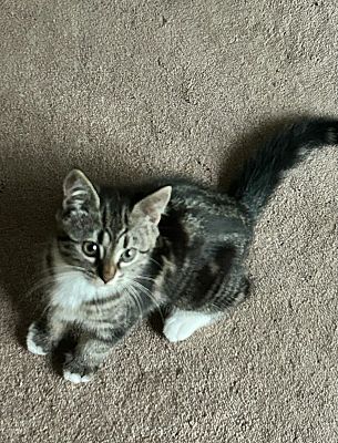 Mableton, GA - Tabby. Meet Shadow a Pet for Adoption - AdoptaPet.com