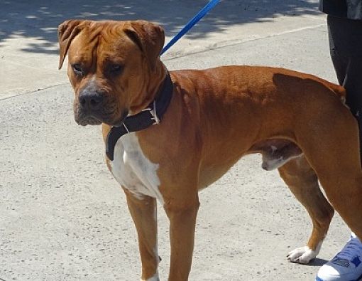 Lathrop, CA - Boxer/Mastiff. Meet Saturn a Pet for Adoption - AdoptaPet.com