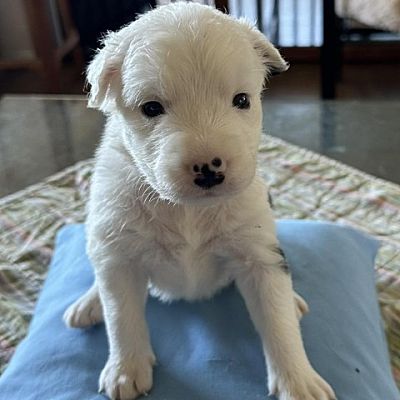 Keaau, HI - Whippet/Catahoula Leopard Dog. Meet Rosie's Pup : Popsicle ...