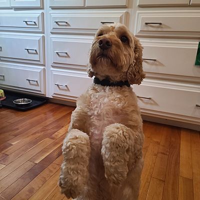 Barrie, ON - Cockapoo. Meet Jack a Pet for Adoption - AdoptaPet.com