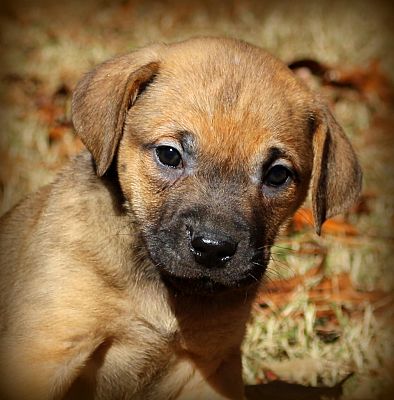 Southbury, CT - Pug/Labrador Retriever. Meet Prancer~adopted! a Pet for ...